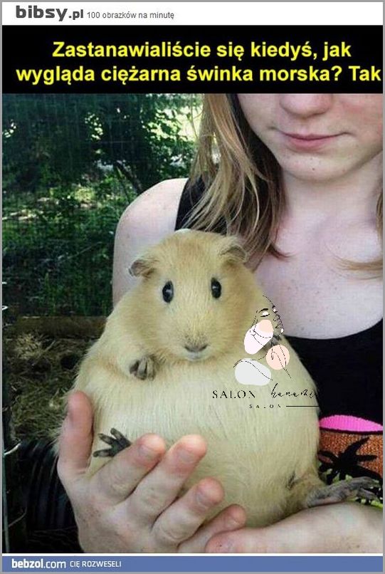 Swinka Morska W Ciazy! Sprawdź, Co Się Dzieje! - [Zaktualizowano ...