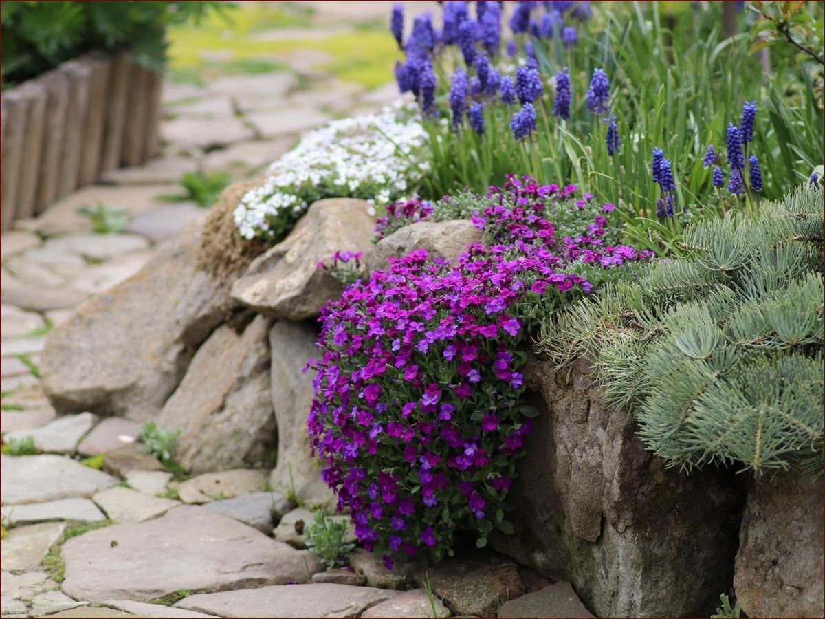 Byliny wieloletnie zimujące w gruncie - zasady uprawy, pielęgnacji i ...