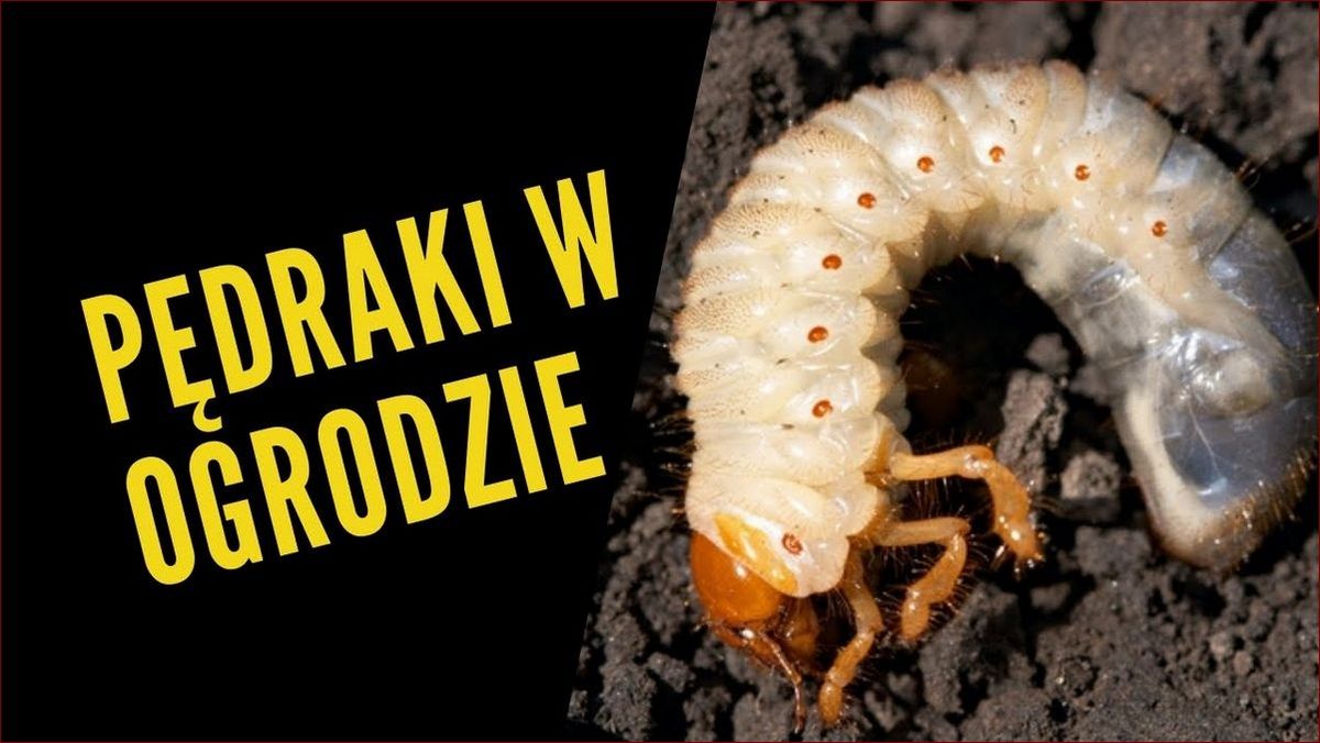 Pędraki w ziemi - nieocenieni sprzymierzeńcy ogrodników. Odkryj ich znaczenie! - [Zaktualizowano ...